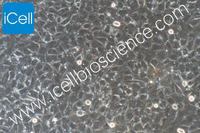 ID8+luc 小鼠卵巢上皮癌细胞+luc-原代细胞-STR细胞-细胞培养基-镜像绮点生物