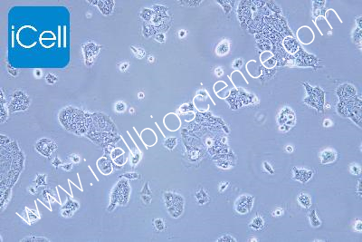 HPAF-II 人胰腺癌细胞-原代细胞-STR细胞-细胞培养基-镜像绮点生物