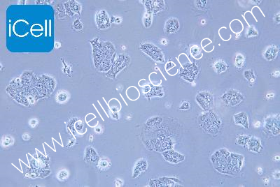 HPAF-II 人胰腺癌细胞-原代细胞-STR细胞-细胞培养基-镜像绮点生物