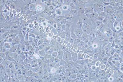 HTR-8/Svneo 人胚胎滋养细胞-原代细胞-STR细胞-细胞培养基-镜像绮点生物