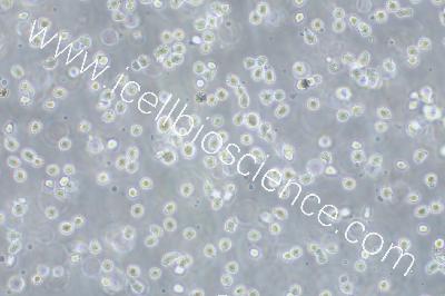 Karpas-299 人间变性大细胞淋巴瘤细胞-原代细胞-STR细胞-细胞培养基-镜像绮点生物