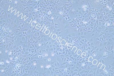 NCI-H522 人非小细胞肺癌腺癌细胞-原代细胞-STR细胞-细胞培养基-镜像绮点生物