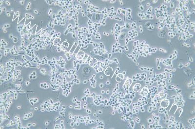 NG108-15 小鼠/大鼠神经元融合-原代细胞-STR细胞-细胞培养基-镜像绮点生物