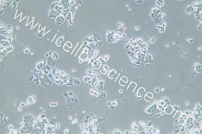 OE19 人食管癌细胞-原代细胞-STR细胞-细胞培养基-镜像绮点生物