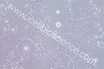 SW948 人结肠腺癌细胞-原代细胞-STR细胞-细胞培养基-镜像绮点生物