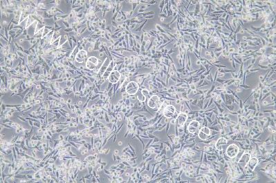 E0771 小鼠髓样乳腺癌细胞-原代细胞-STR细胞-细胞培养基-镜像绮点生物