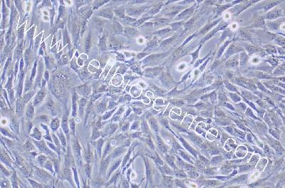 GC-2spd (ts) 小鼠精母细胞-原代细胞-STR细胞-细胞培养基-镜像绮点生物