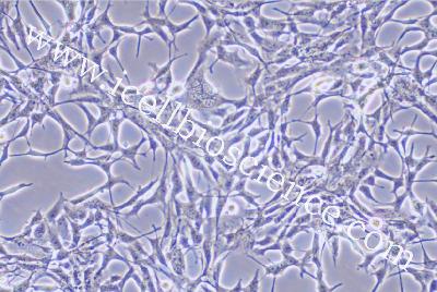 C8-D1A 小鼠小脑星形胶质细胞-原代细胞-STR细胞-细胞培养基-镜像绮点生物