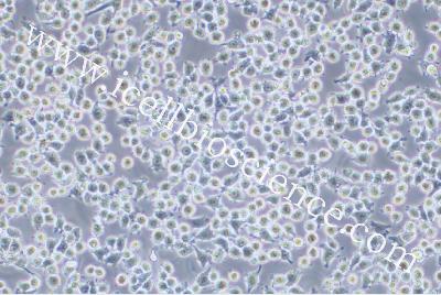 DC2.4 小鼠树突状细胞-原代细胞-STR细胞-细胞培养基-镜像绮点生物