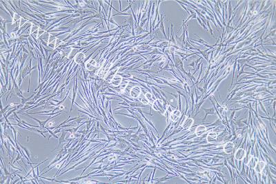 MeWO 人恶性黑色素瘤细胞-原代细胞-STR细胞-细胞培养基-镜像绮点生物