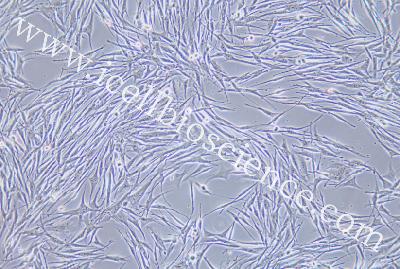 MeWO 人恶性黑色素瘤细胞-原代细胞-STR细胞-细胞培养基-镜像绮点生物