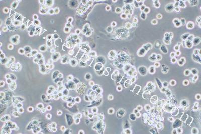 MN9D 小鼠中脑多巴胺能神经元细胞（暂不提供）-原代细胞-STR细胞-细胞培养基-镜像绮点生物