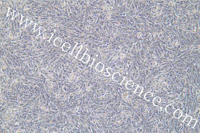 MLTC-1 小鼠睾丸间质细胞瘤细胞-原代细胞-STR细胞-细胞培养基-镜像绮点生物