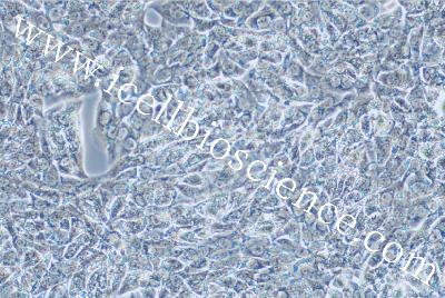 MLTC-1 小鼠睾丸间质细胞瘤细胞-原代细胞-STR细胞-细胞培养基-镜像绮点生物