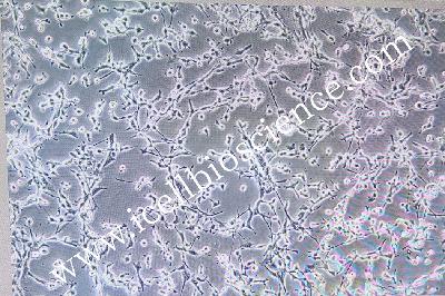 CT26.CL25 小鼠结肠癌细胞-原代细胞-STR细胞-细胞培养基-镜像绮点生物